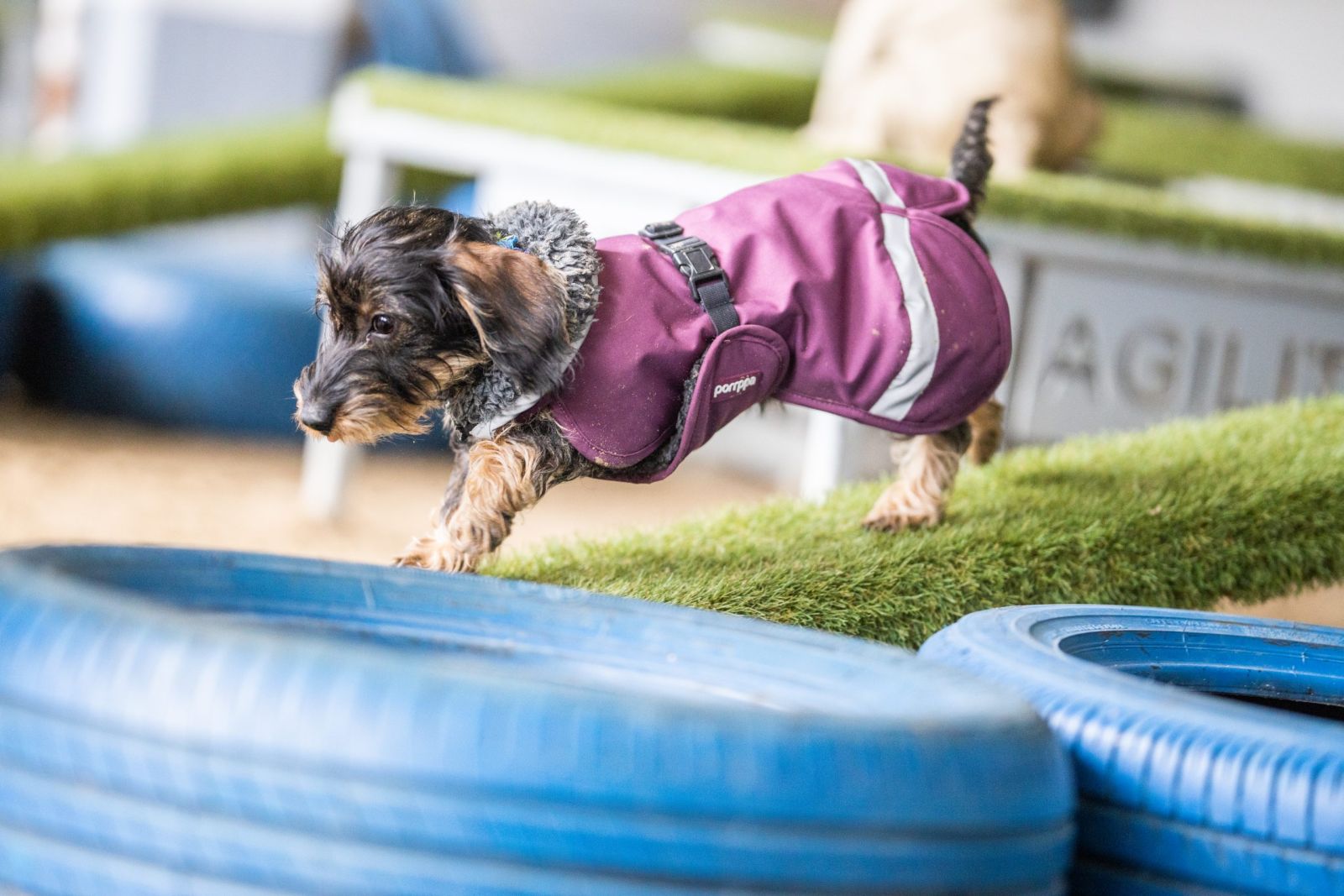 Zeiten & Preise – Daily Dogs